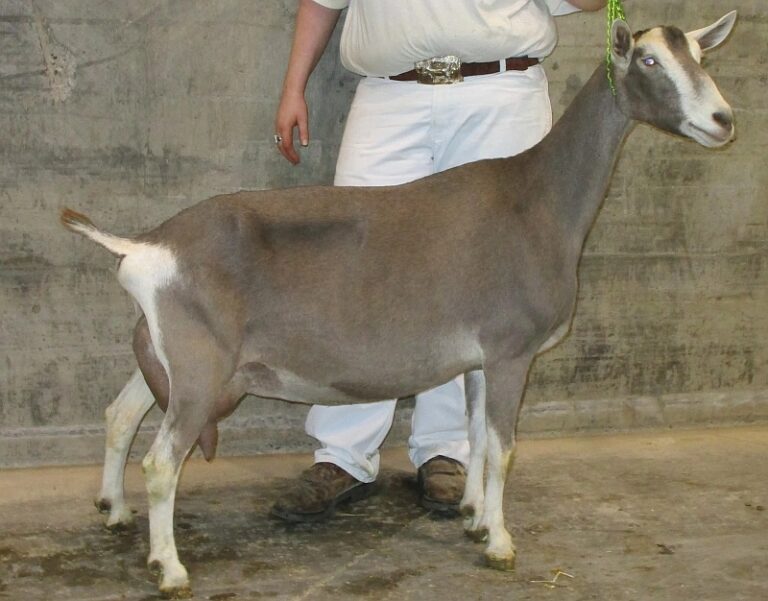 Sable Goat - Breed Profile - Goat Journal